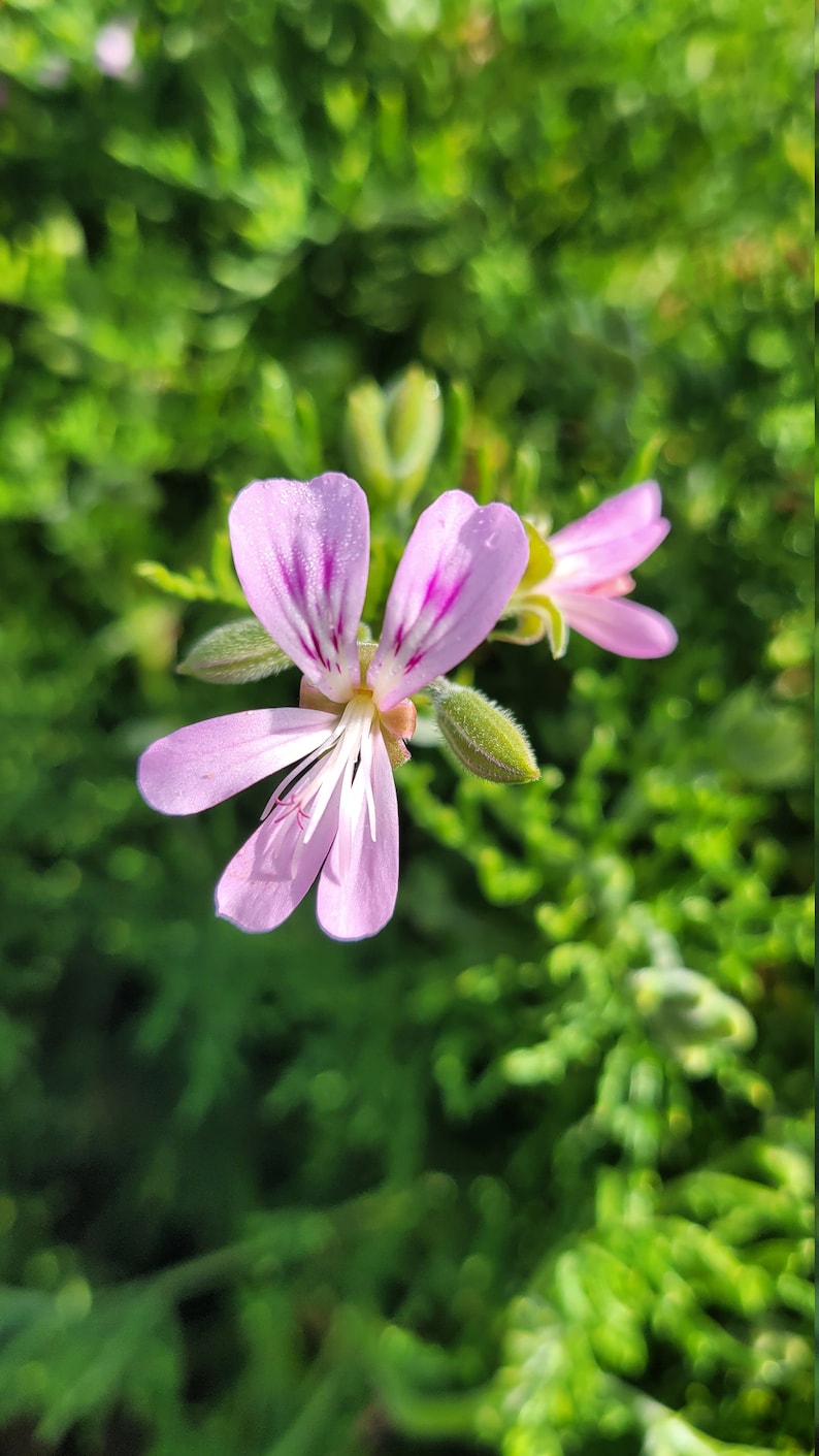 Lovely Pine Scented Fern Leaf Geranium Plant Starter Cutting - Etsy