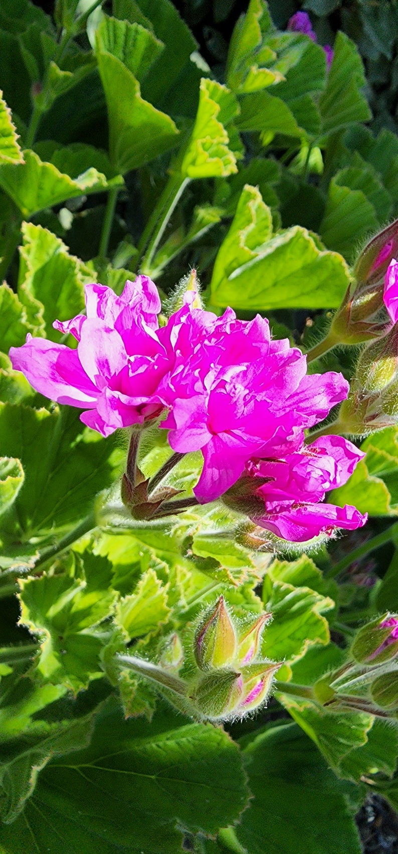 Spanish Lavender Scented Geranium Pelargonium Plant Starter Cutting - Etsy