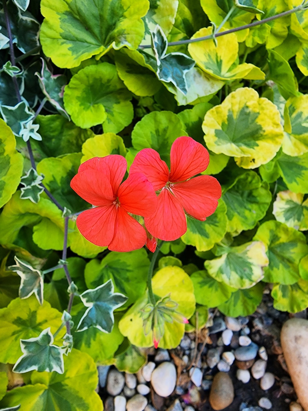 Fancy Leaf Crystal Palace Gem Red Flower Pelargonium Geranium Starter ...