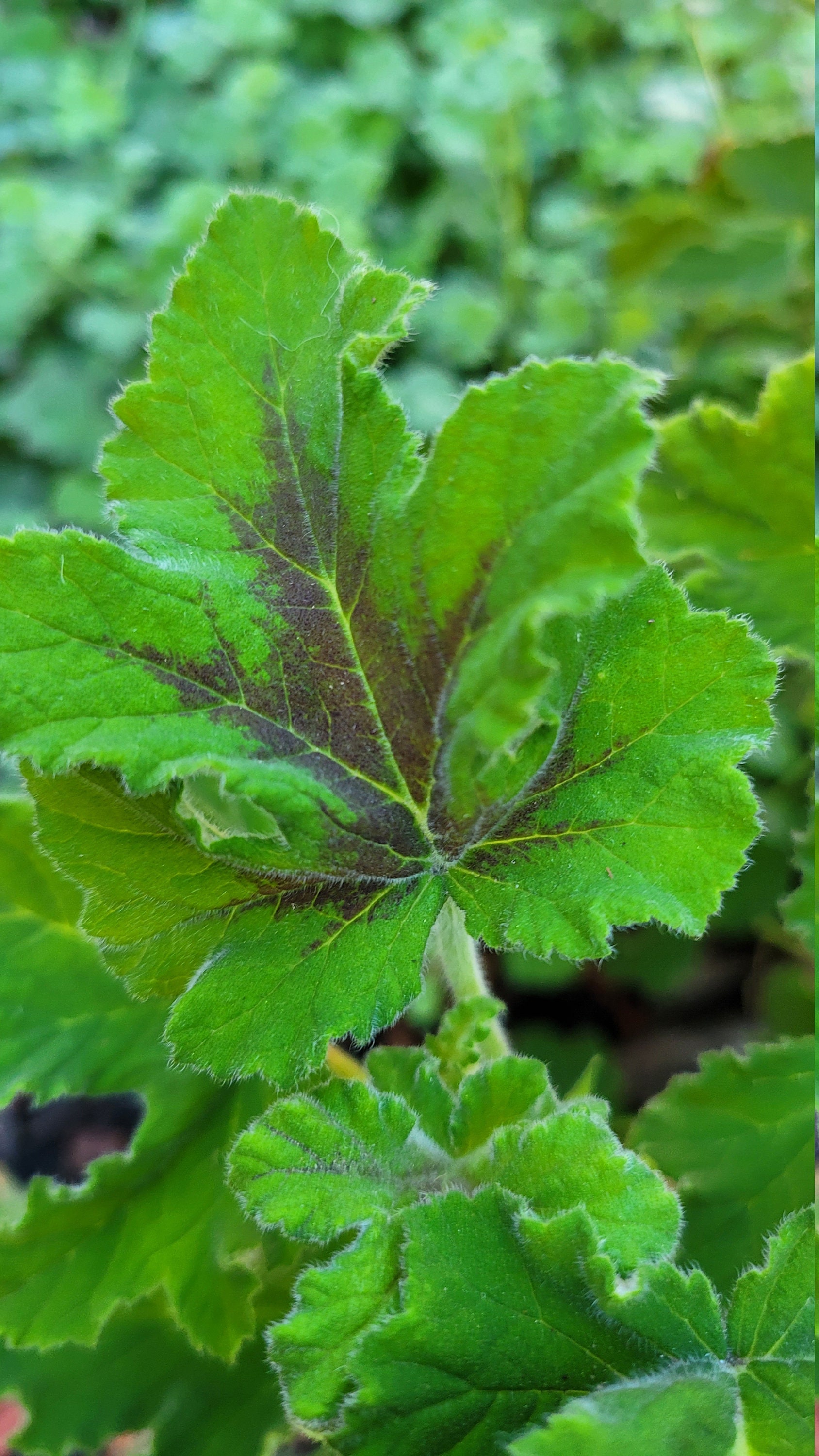 Hard to Find Chocolate Mint Scented Geranium Plant Starter - Etsy
