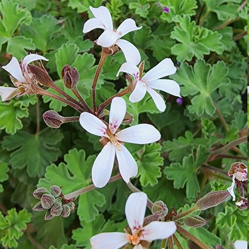 Lovely Pine Scented Fern Leaf Geranium Plant Starter Cutting - Etsy