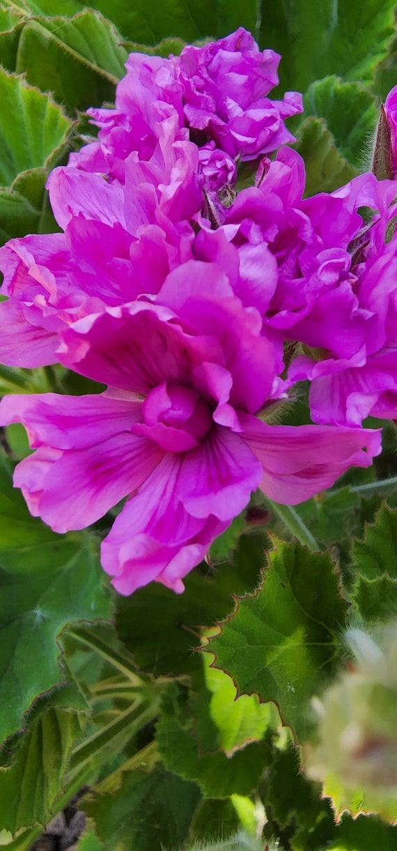 Spanish Lavender Scented Geranium Pelargonium Plant Starter - Etsy