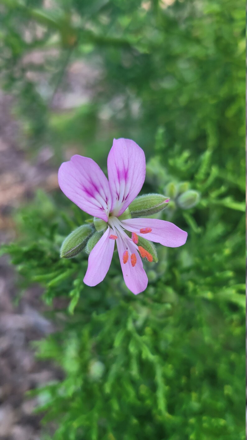 Lovely Pine Scented Fern Leaf Geranium Plant Starter Cutting - Etsy