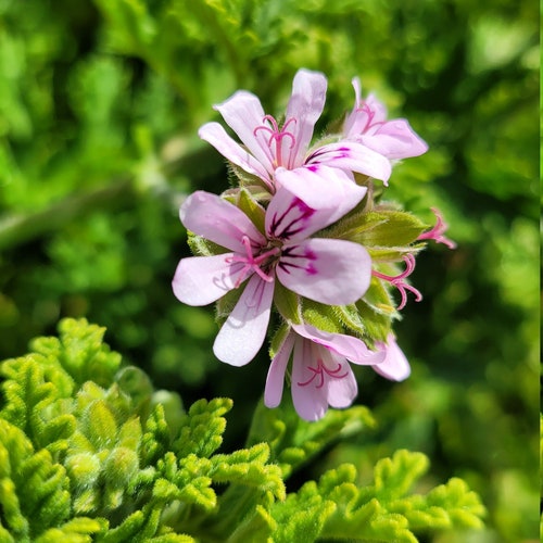 Lovely Pine Scented Fern Leaf Geranium Plant Starter Cutting - Etsy