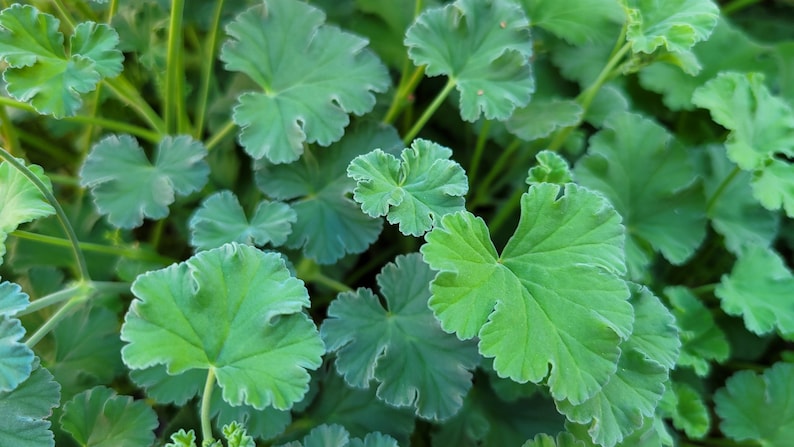 Hard to Find Tutti Frutti Nutmeg Scented Geranium Starter - Etsy