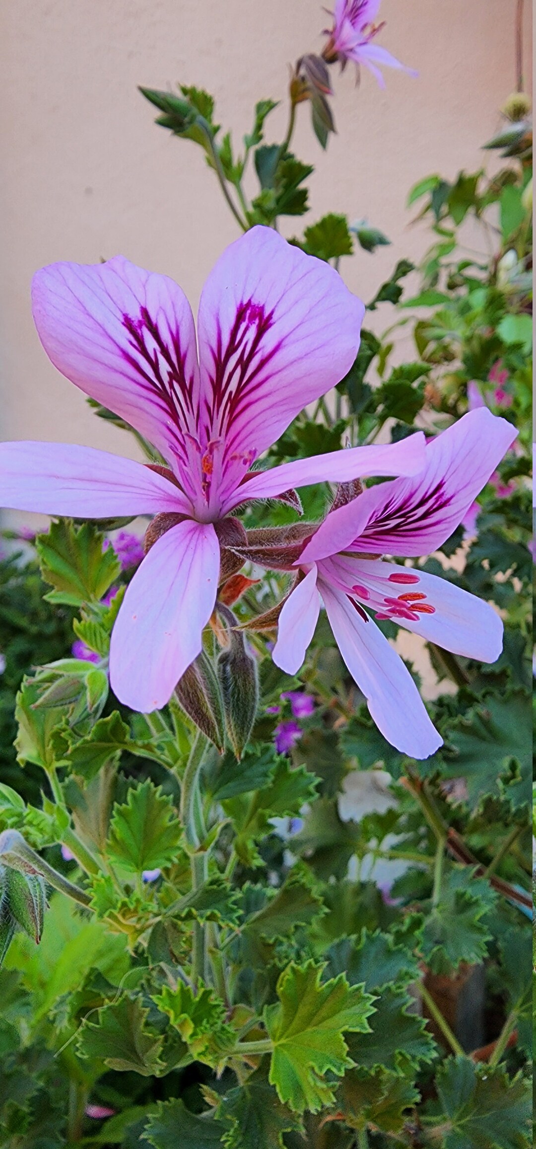 Lime Scented Pelargonium Geranium Plant Starter Cutting - Etsy