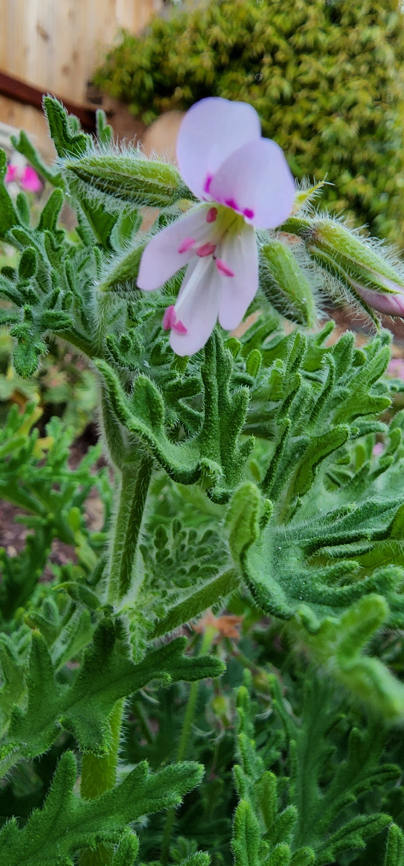 Scented Fuzzy Mint Rose Pelargonium Geranium Plant Starter - Etsy