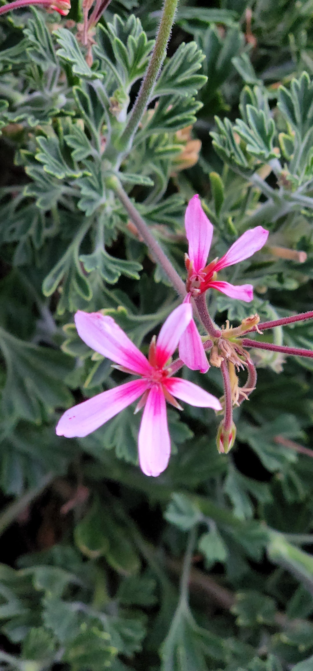 Stellar Sangre De Dragon Pelargonium Geranium Starter Plant - Etsy