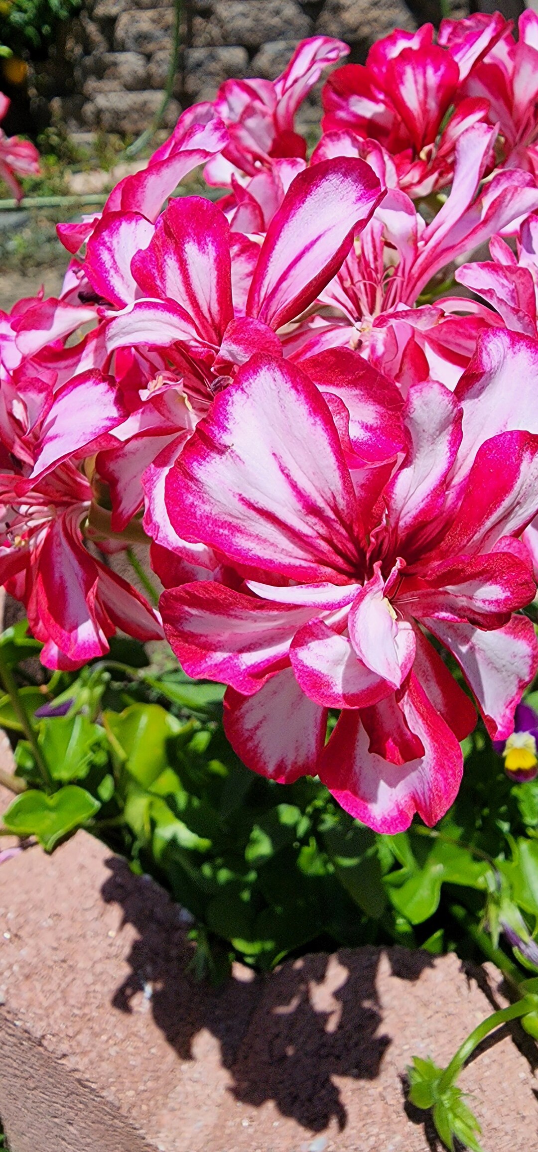 Ivy Beauty of Diane Semi Double Flower Pelargonium Geranium Plant ...