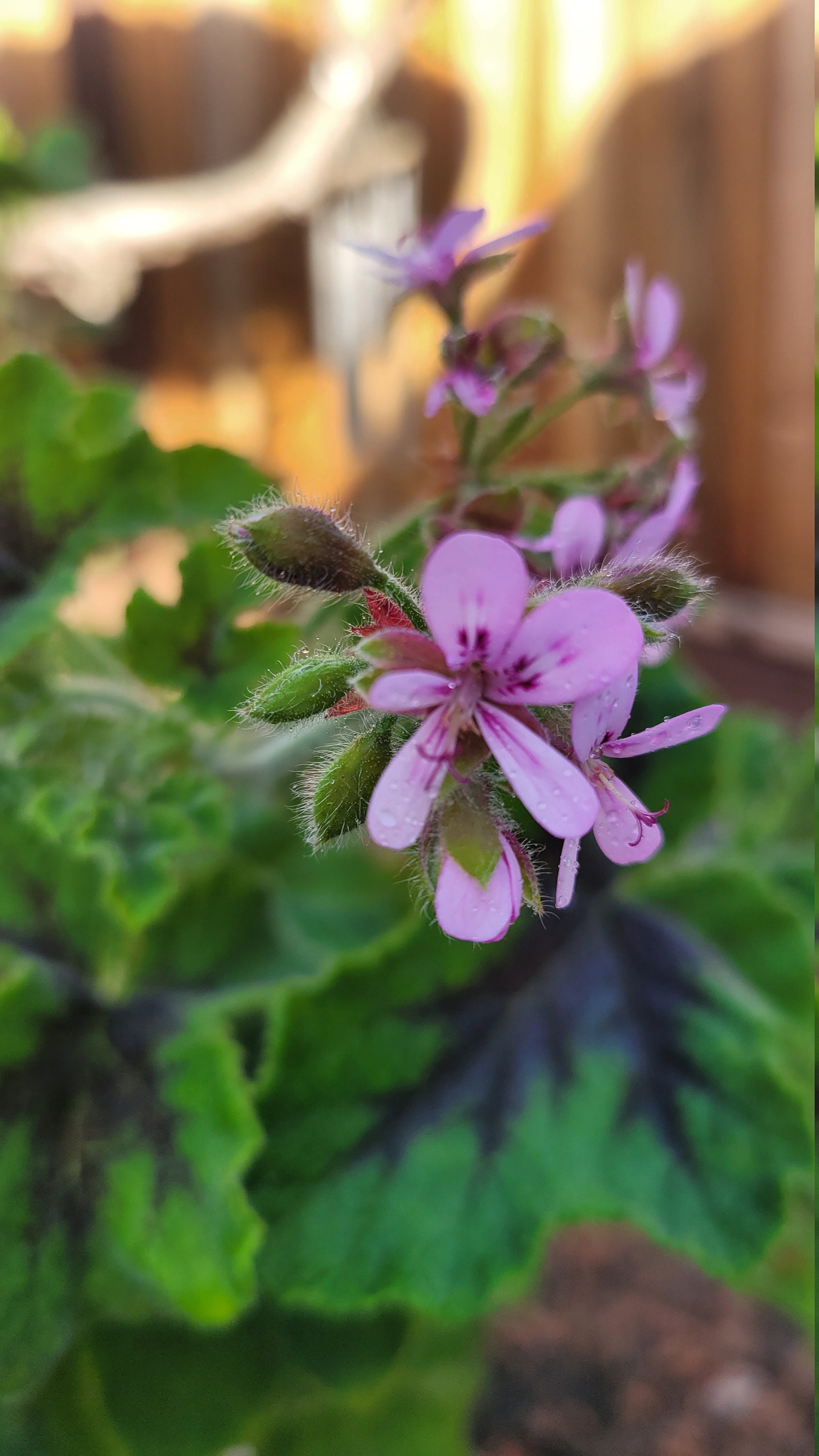 Hard to Find Chocolate Mint Scented Geranium Plant Starter - Etsy