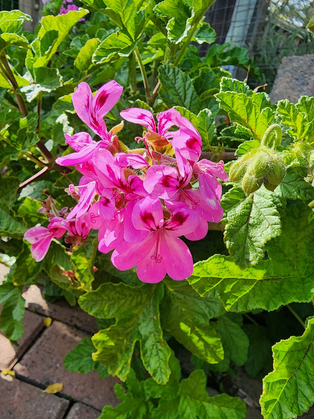 Scented Leaf Giant Oak Pelargonium Geranium Starter Plant Cutting - Etsy