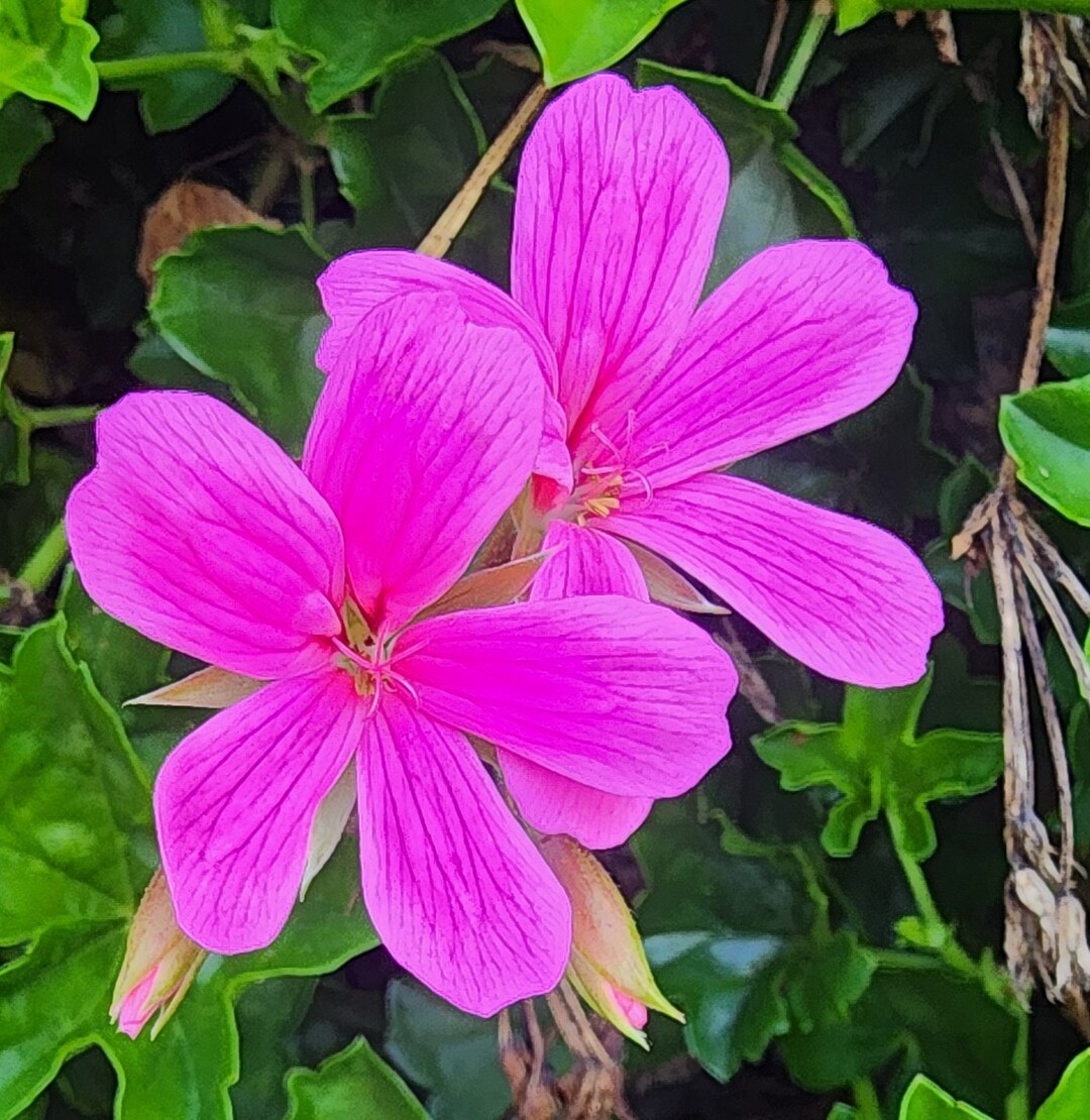 Ivy Balcon Princess Pelargonium Geranium Trailing Ivy Plant Starter ...