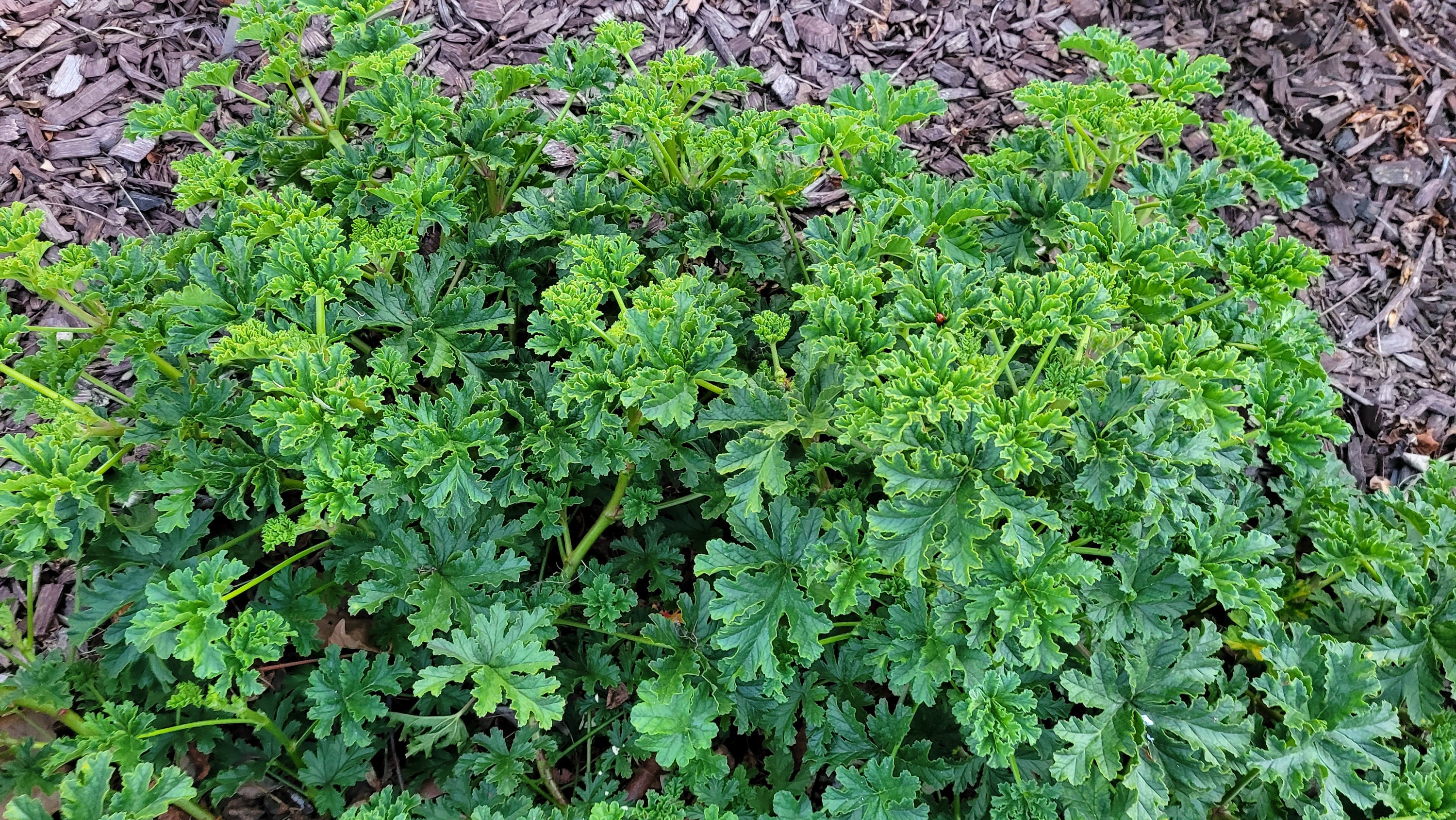 Apricot Paton's Unique Scented Pelargonium Geranium - Etsy