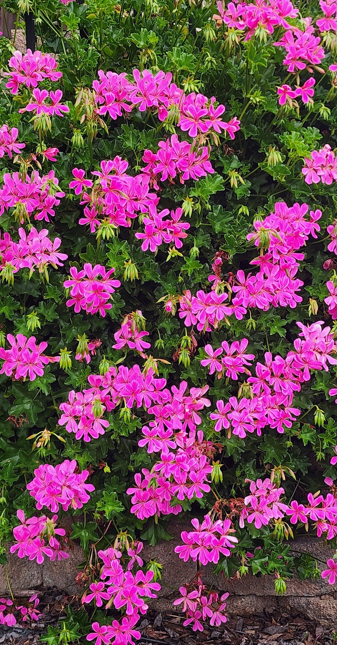Ivy Balcon Princess Pelargonium Geranium Trailing Ivy Plant Starter ...