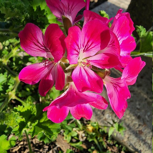 Lovely Pine Scented Fern Leaf Geranium Plant Starter Cutting - Etsy