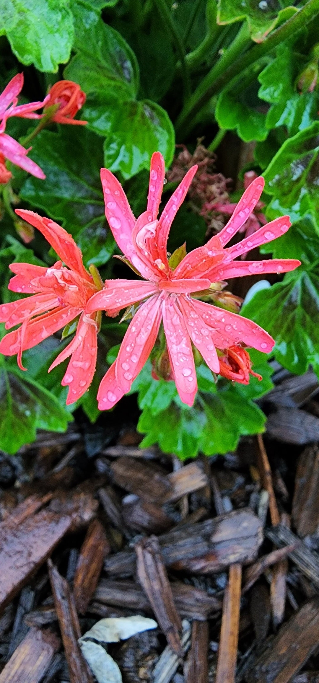 Grandad Mac Semi Double Stellar Pelargonium Geranium Plant Starter ...