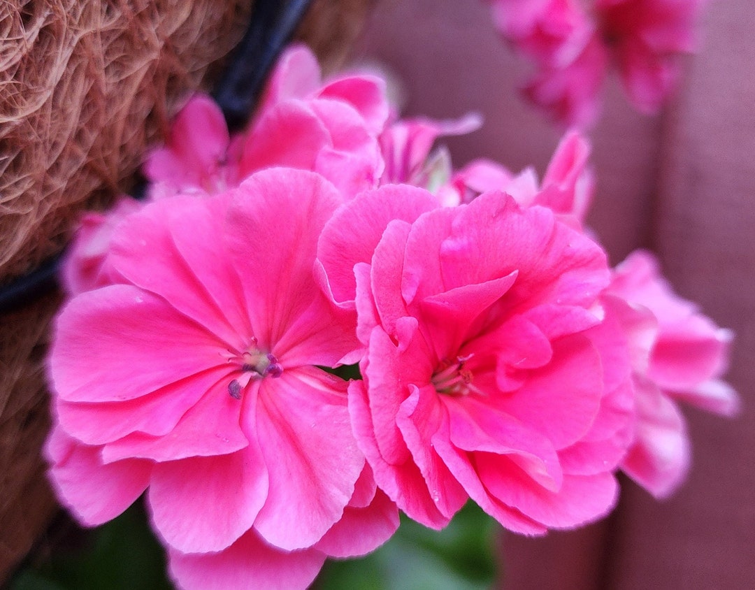 Her Majesty the Queen Ivy Geranium Pelargonium Starter Plant Cutting - Etsy