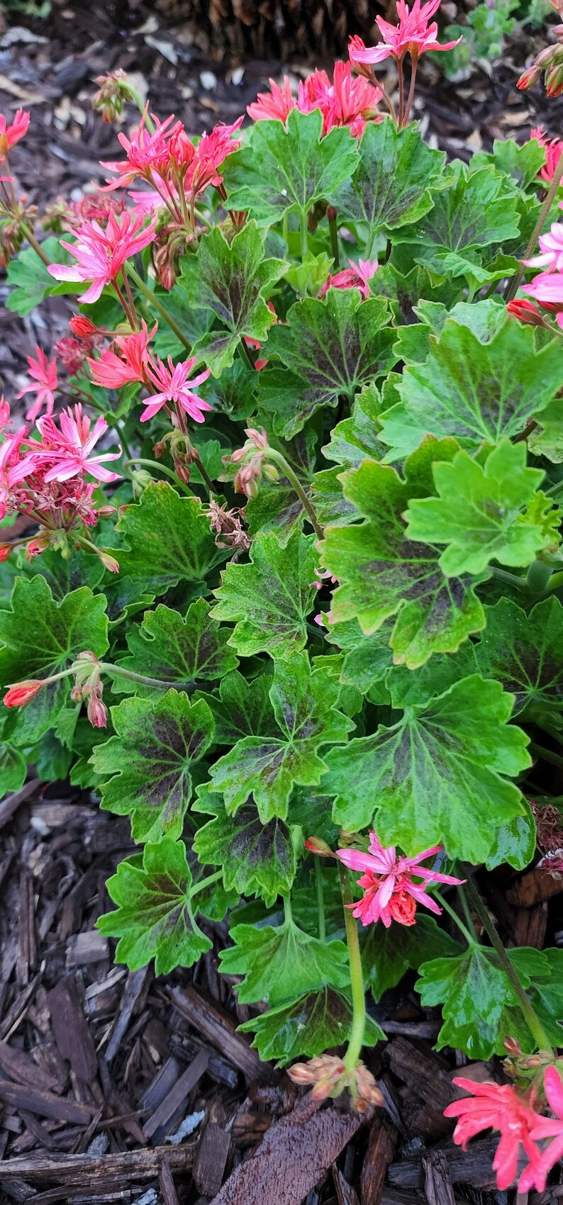 Grandad Mac Semi Double Stellar Pelargonium Geranium Plant Starter ...
