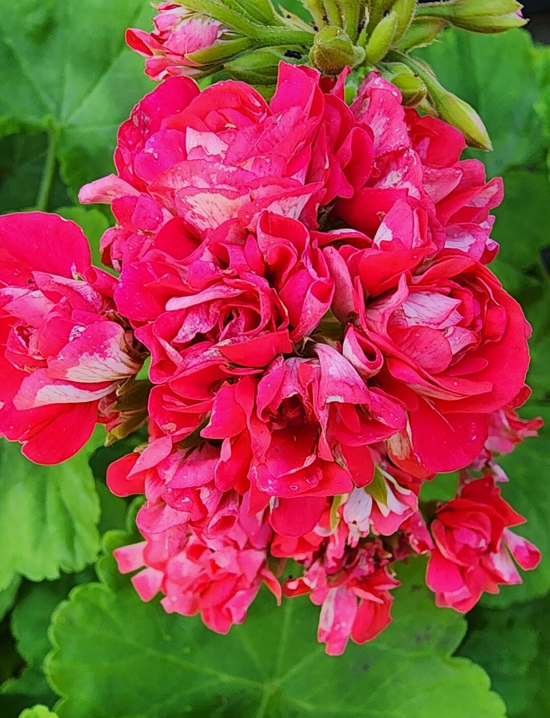 Hot Pink Rosebud Supreme Geranium Pelargonium Starter Plant Cutting - Etsy