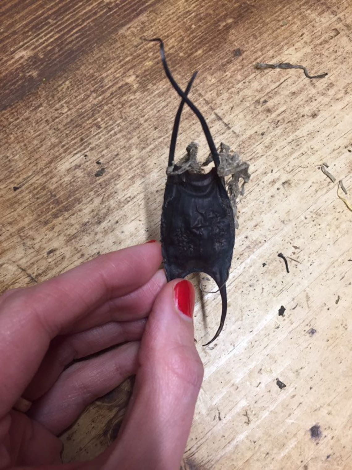 Mermaid’s Purse (aka Devils Purse) - Etsy