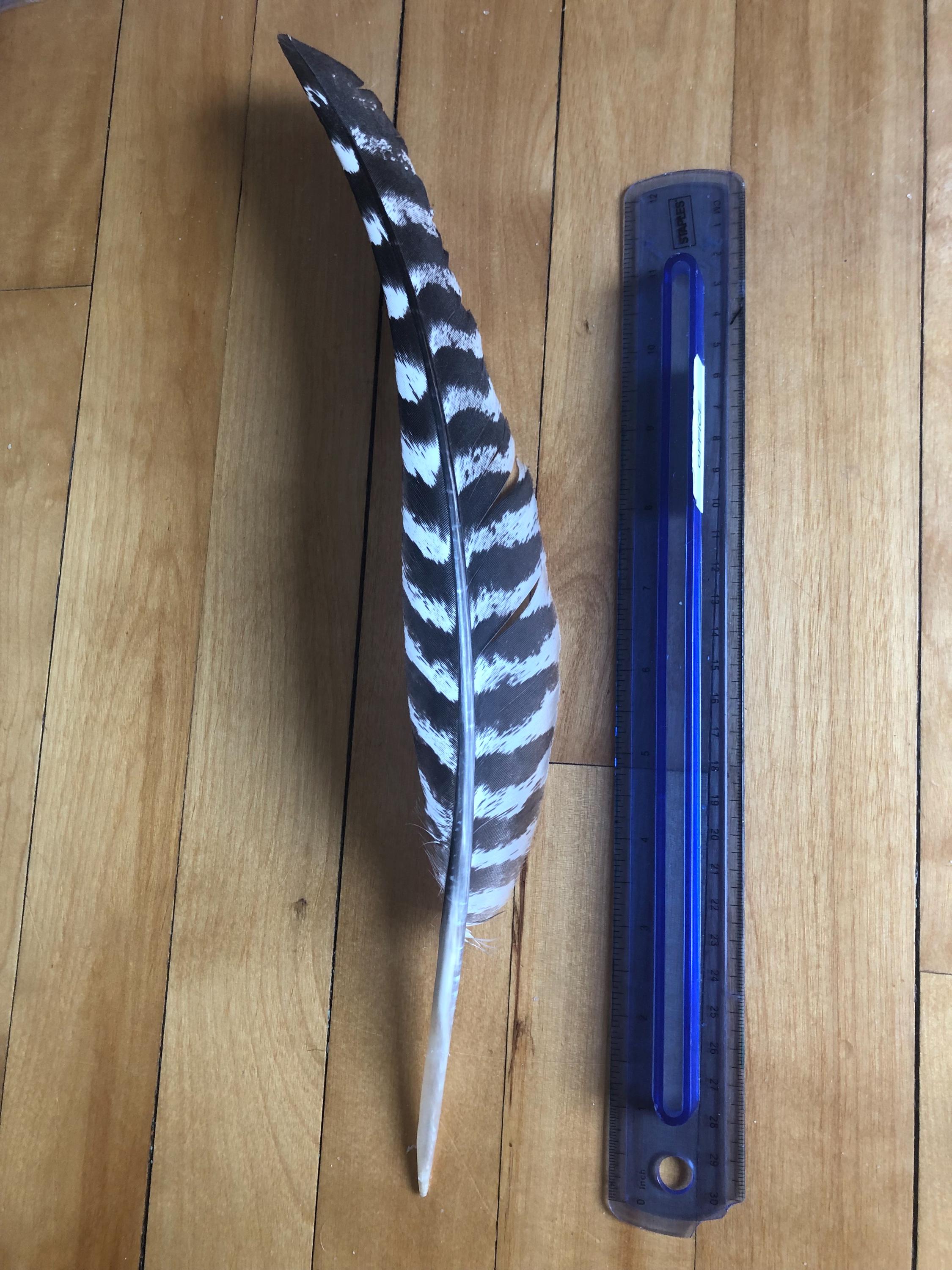 Turkey Feather Set of 3 Wild Foraged in Massachusetts Arts Crafts ...