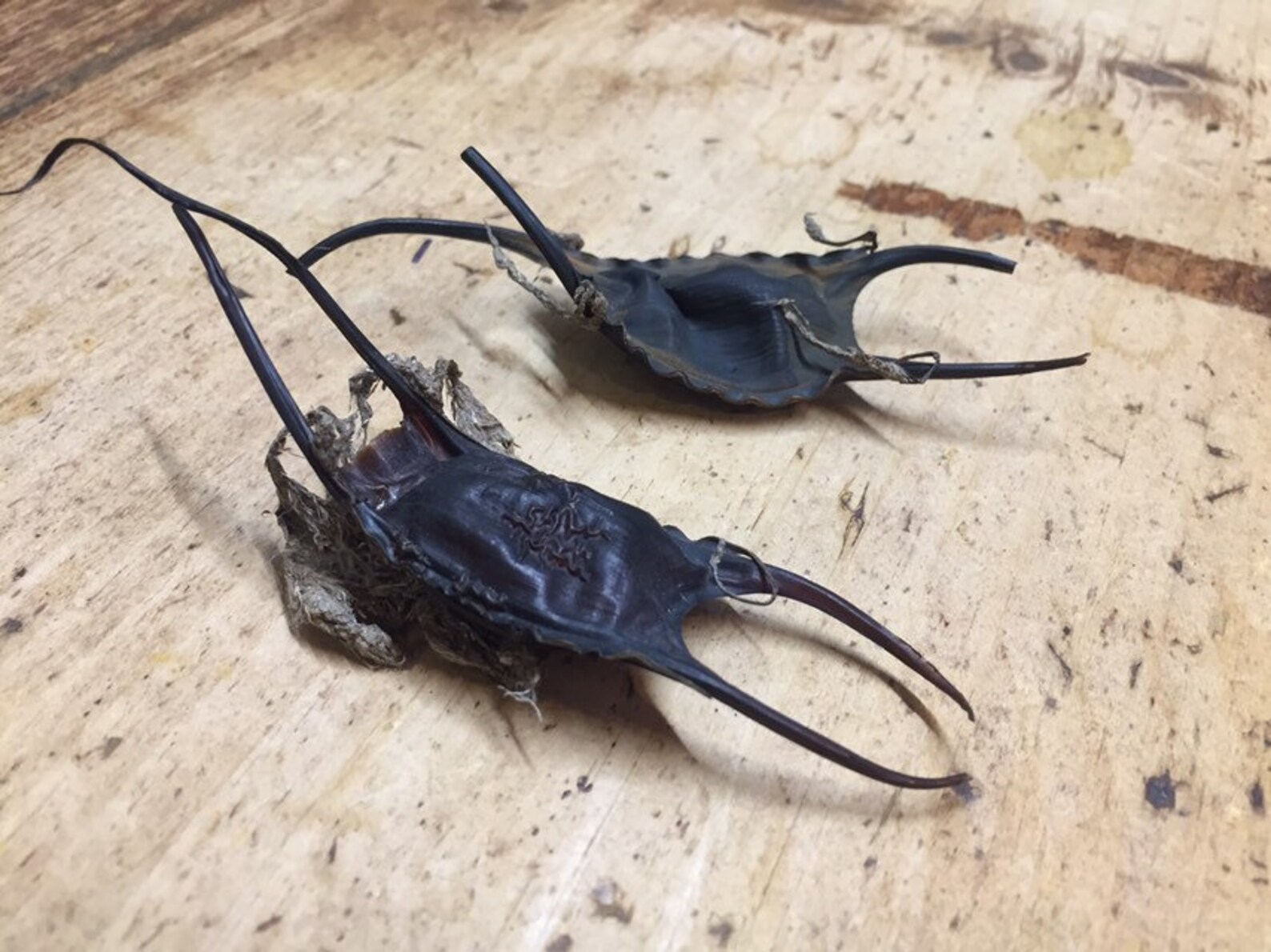 Mermaid’s Purse (aka Devils Purse) - Etsy