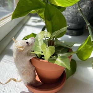 The Pot Head Mouse Taxidermy - Etsy