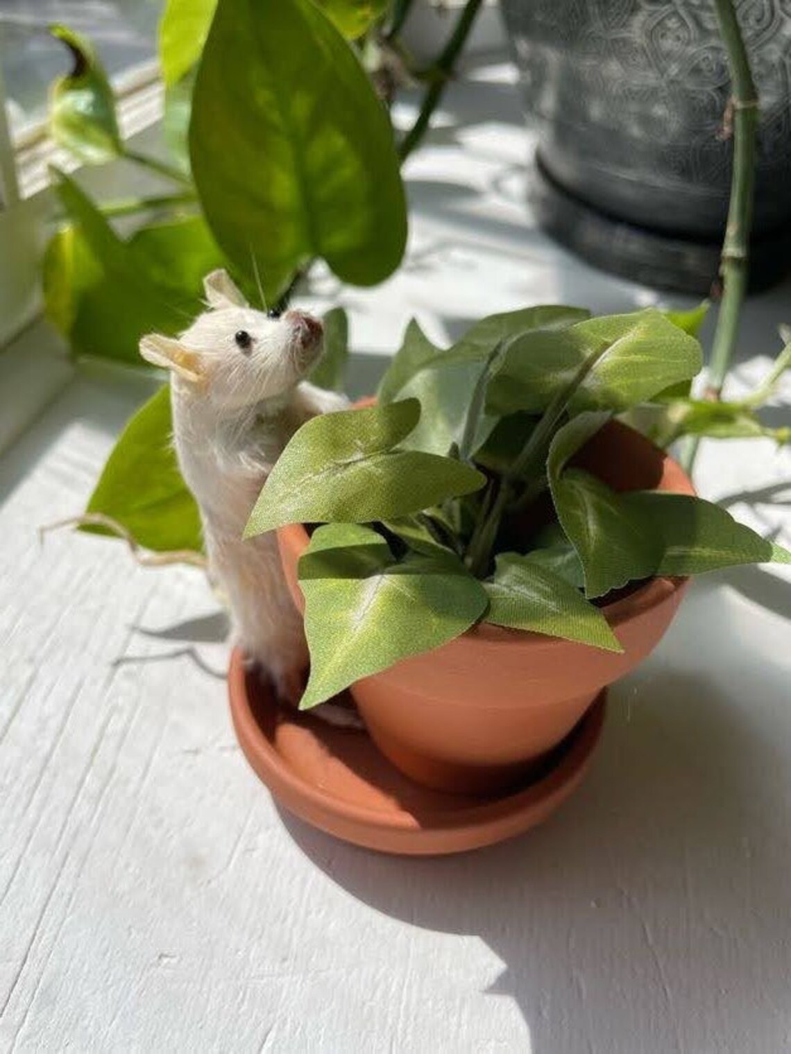 The Pot Head Mouse Taxidermy - Etsy