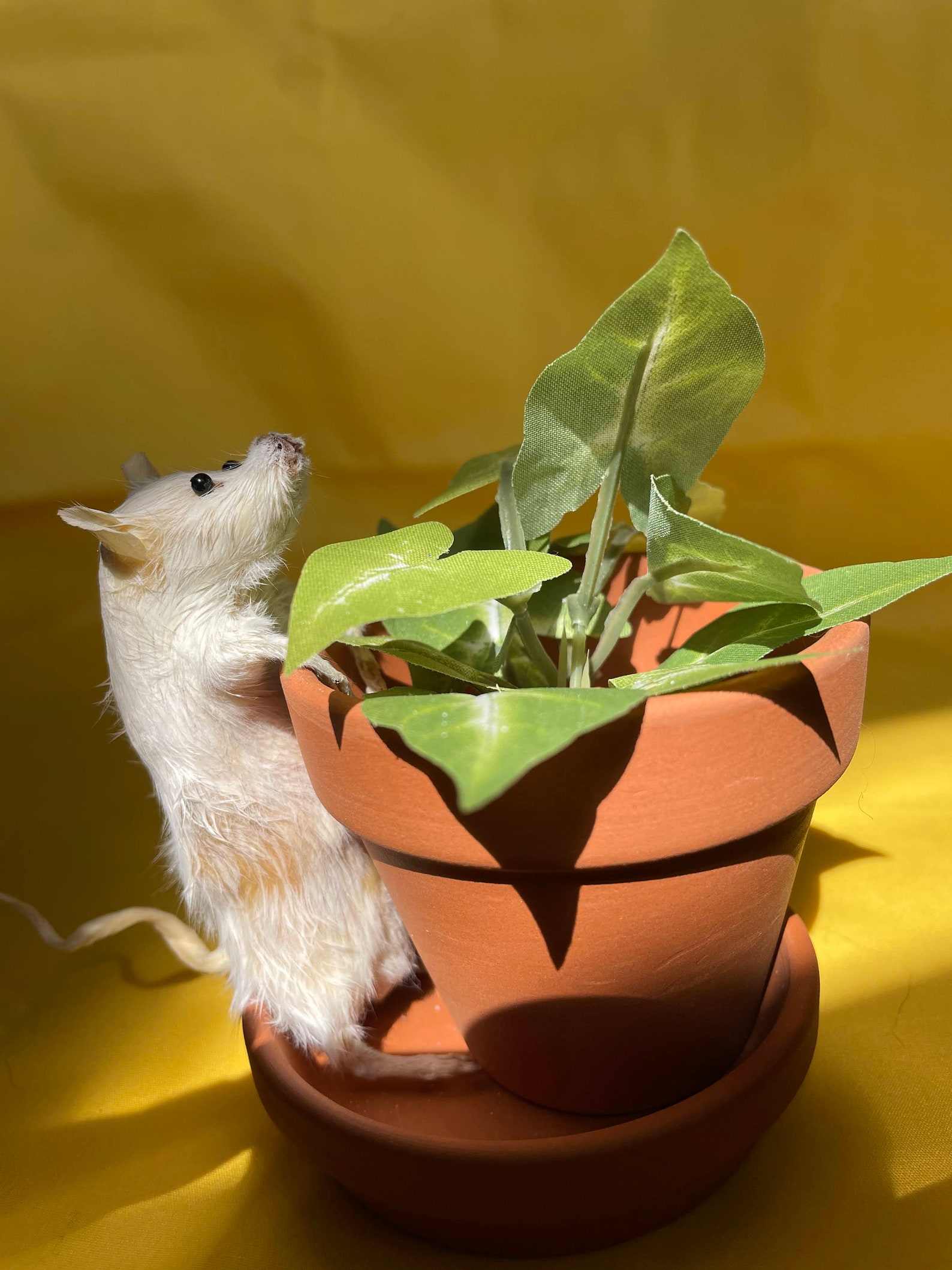 The Pot Head Mouse Taxidermy - Etsy