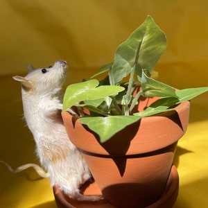 The Pot Head Mouse Taxidermy - Etsy