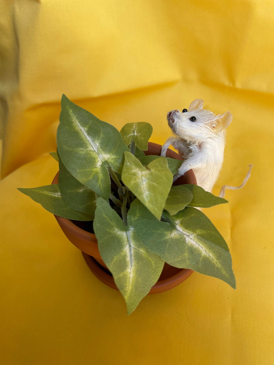 The Pot Head Mouse Taxidermy - Etsy