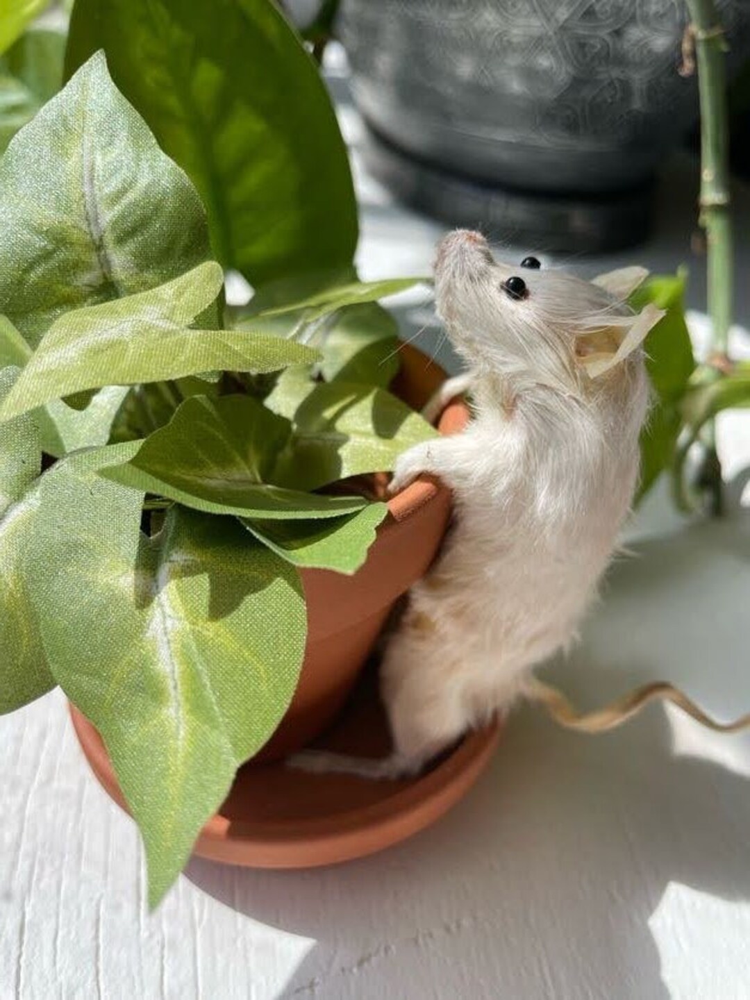 The Pot Head Mouse Taxidermy - Etsy