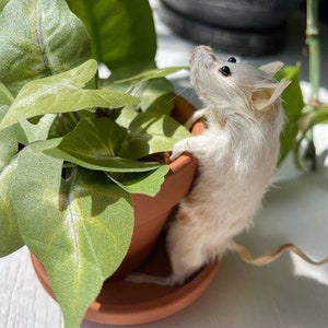The Pot Head Mouse Taxidermy - Etsy