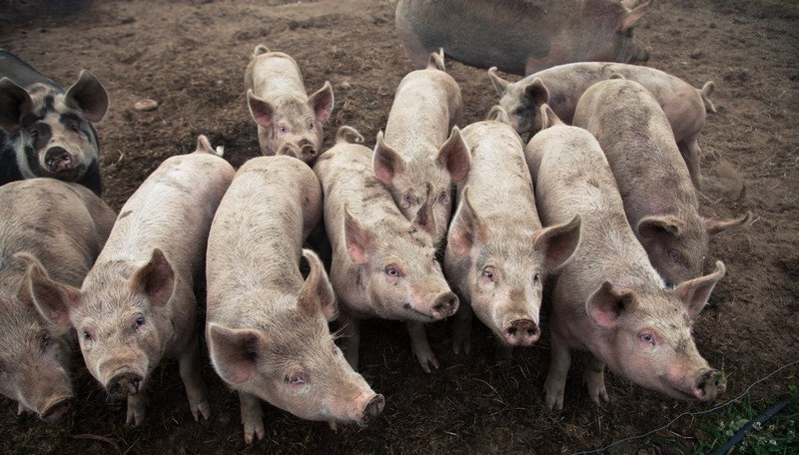 Photographie de porcs | Etsy France