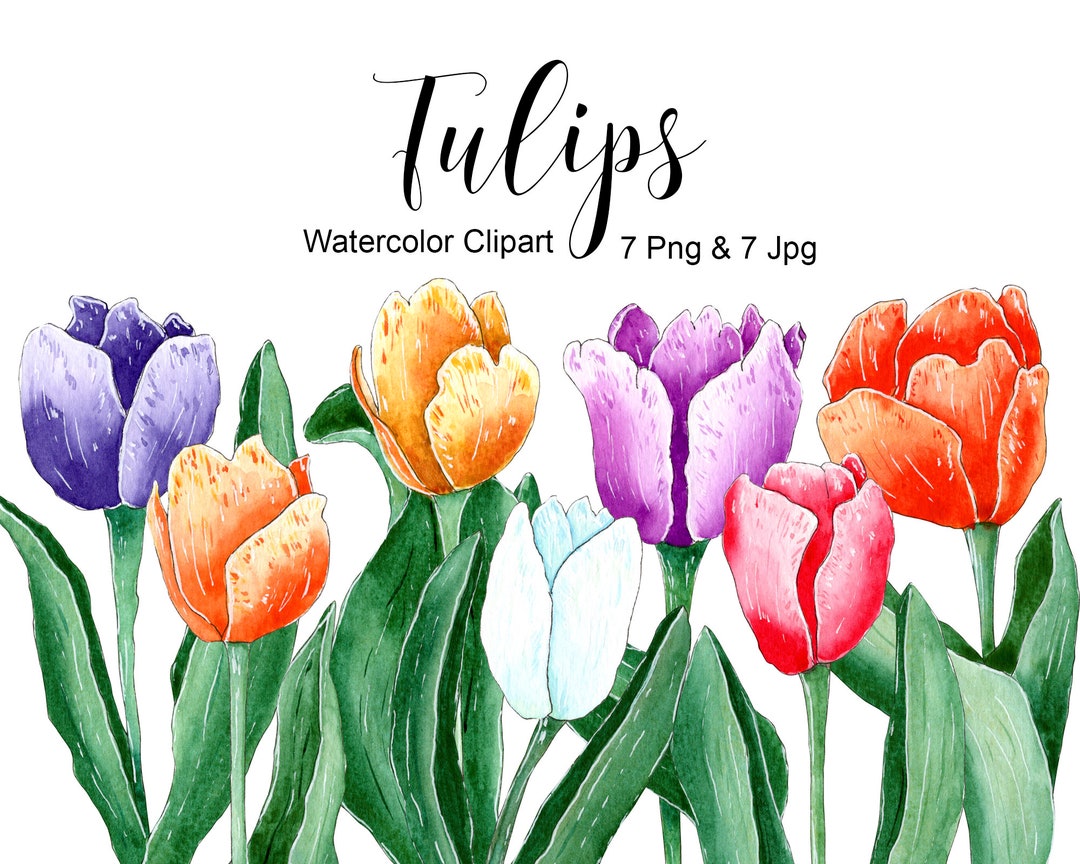 Tulips Watercolor Clipart, Spring Flowers, Digital Download Png & Jpg ...