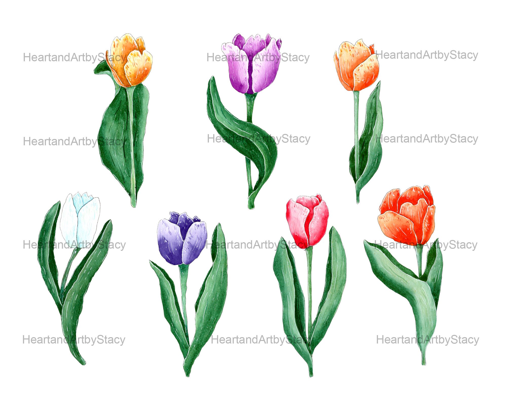 Tulips Watercolor Clipart, Spring Flowers, Digital Download Png & Jpg ...