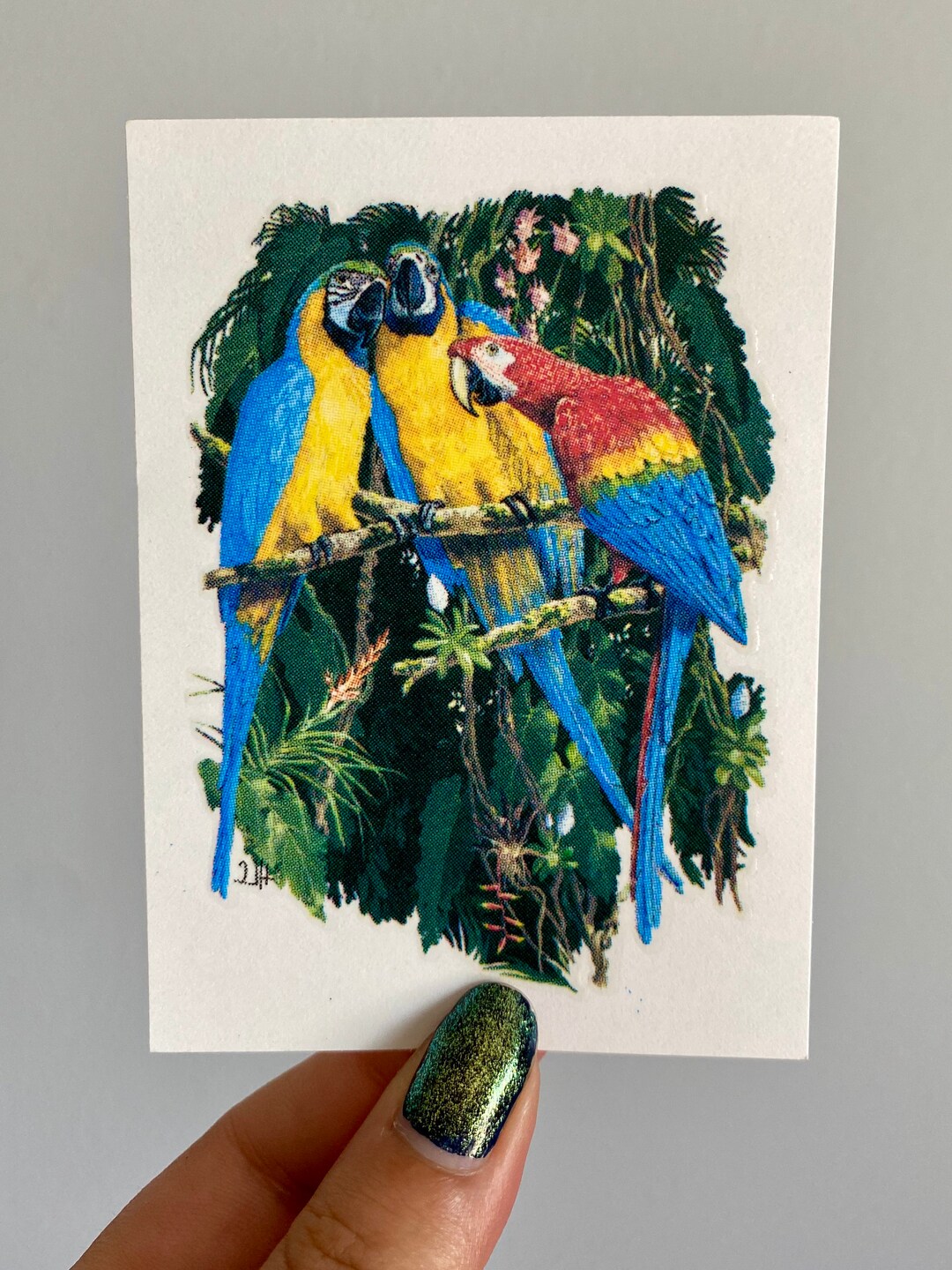 Three Parrots Heat Transfer - Etsy