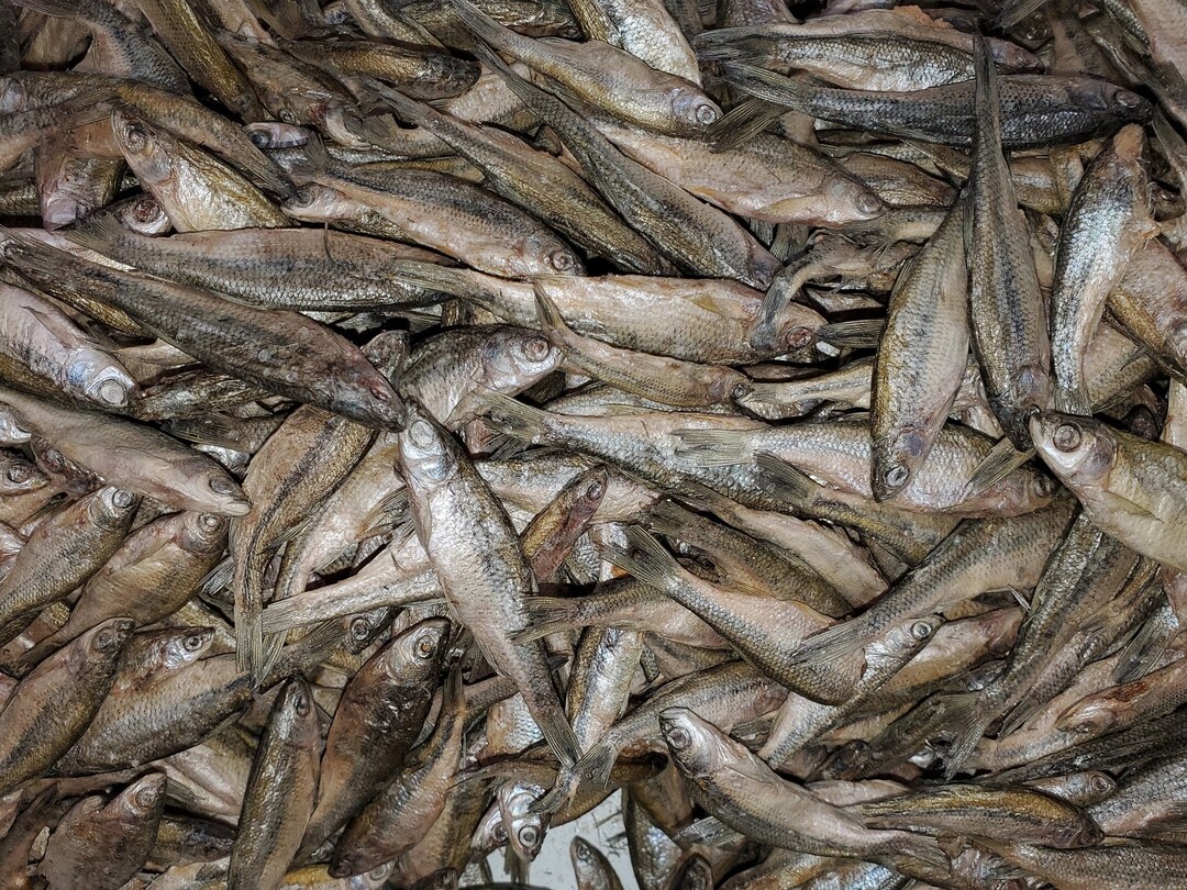 Freeze Dried Raw Golden Shiner Minnow Treats - Etsy