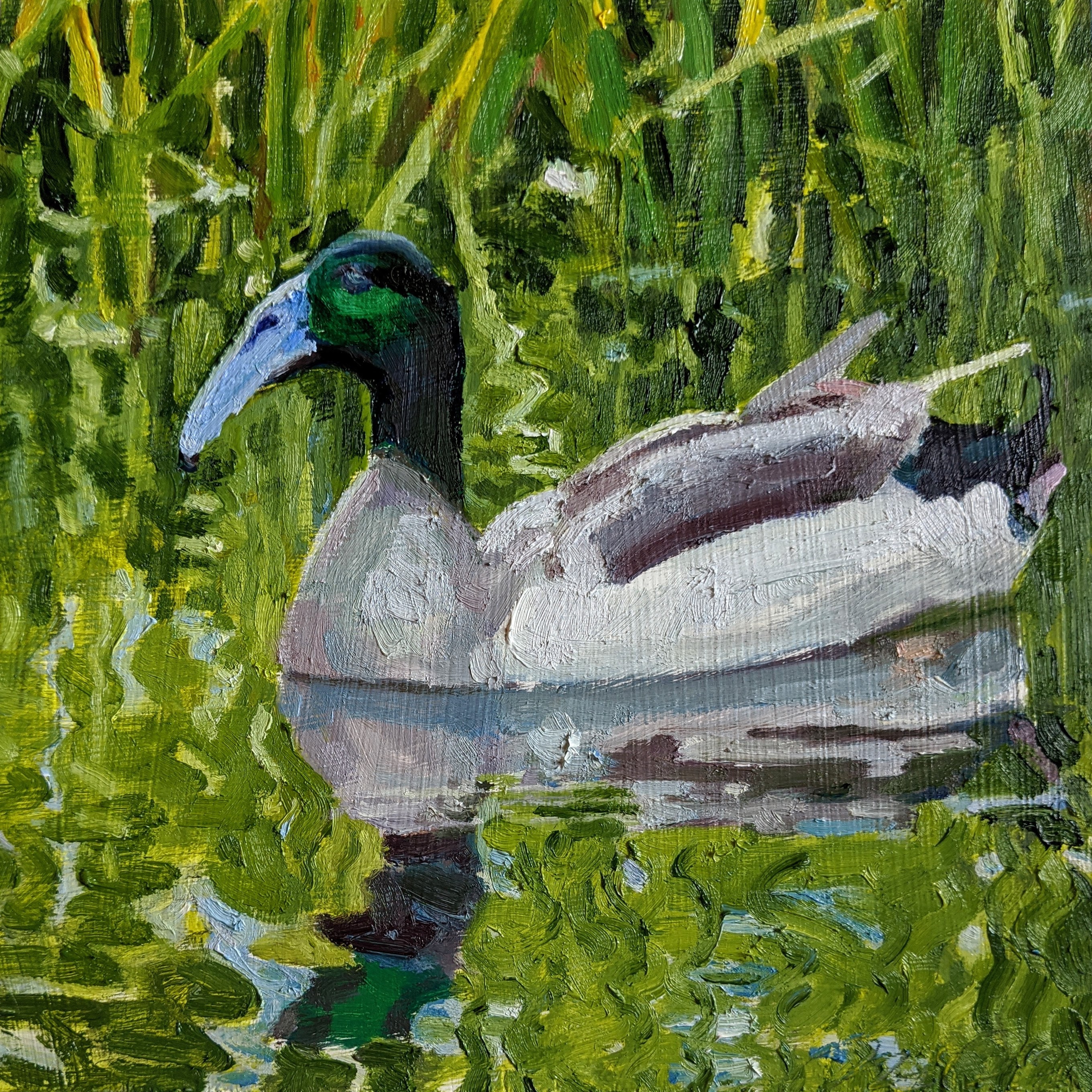 Dutch Hookbill Ducks