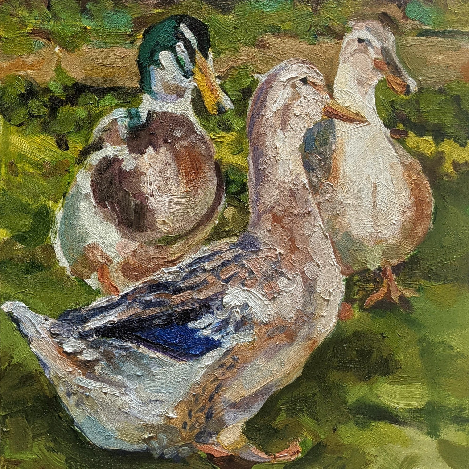 Silver Appleyard Duck