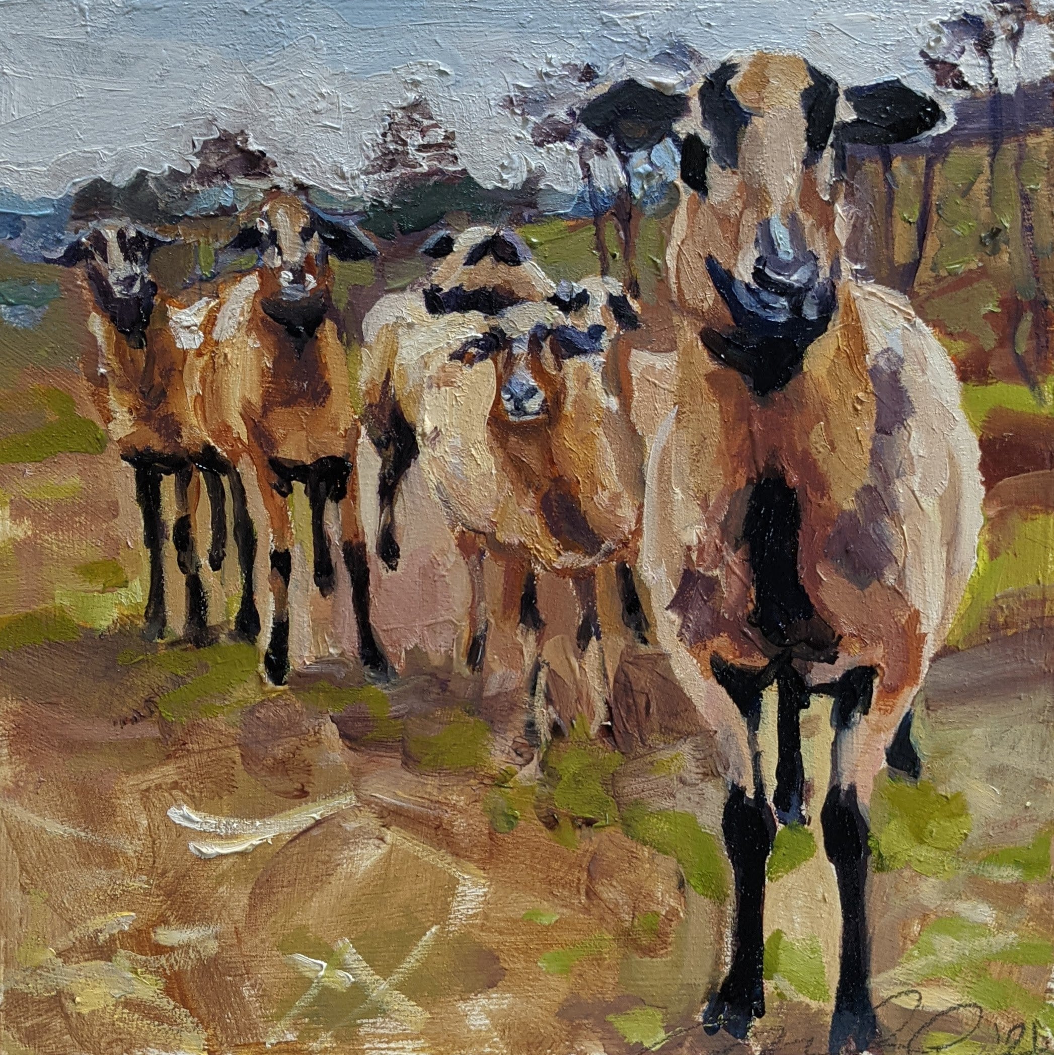 Barbados Blackbelly Sheep - Etsy