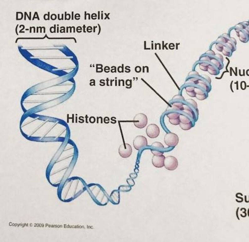 Sterling Silver 925 DNA Ringdouble Helix Biología | Etsy