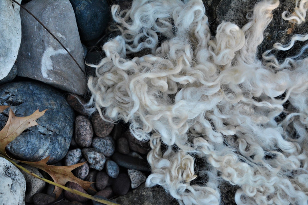 Curly White Cotswold Lock Wool, Felting Wool, Santa and Doll Making ...