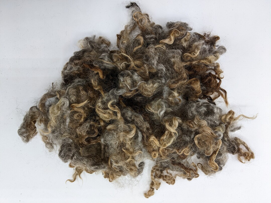 Curly Brown Wool Locks: Natural Cotswold X BFL Fiber for Felting ...