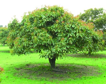 Joey Avocado Tree | Etsy