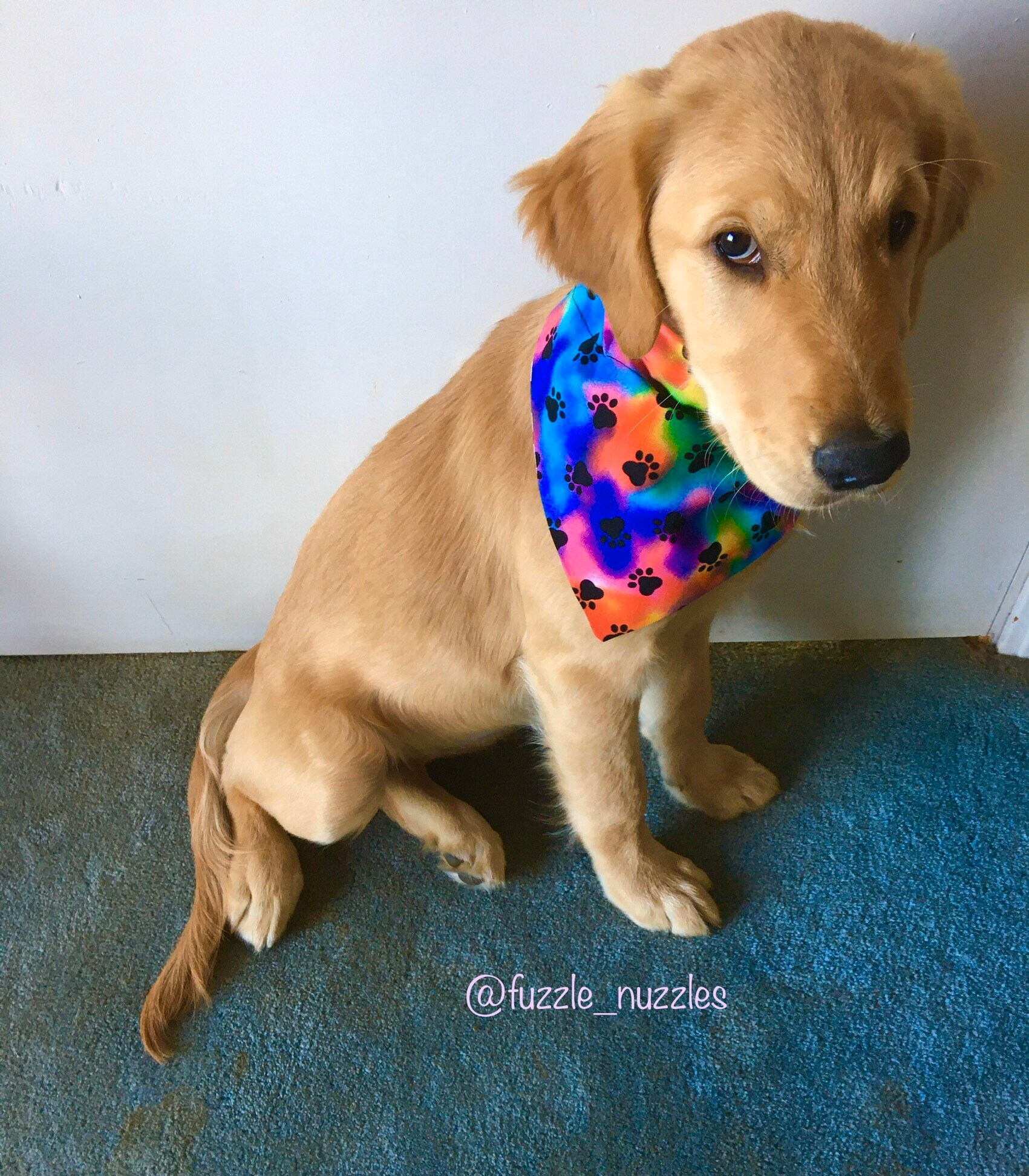Tie Dye Paws Diamonds Jester Hippie Reversible Pet - Etsy