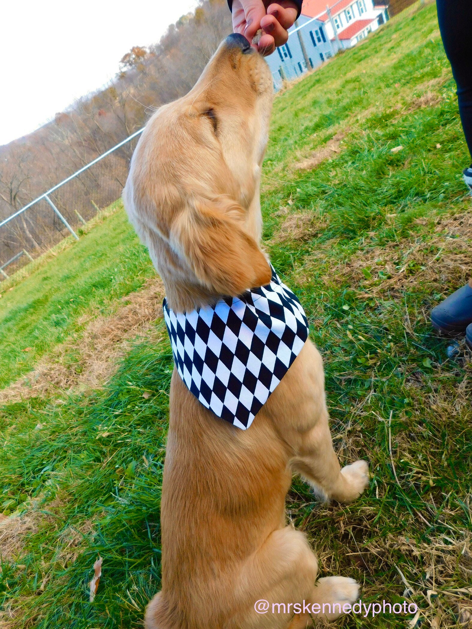 Tie Dye Paws Diamonds Jester Hippie Reversible Pet - Etsy