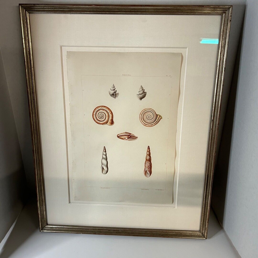 1810 William Miller/george Perry Shell Motif Aquatint - Etsy