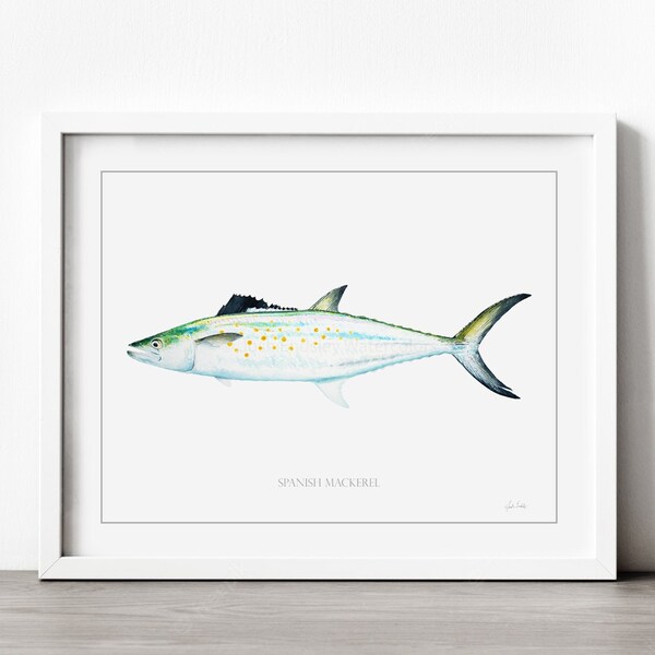 Spanish Mackerel - Etsy