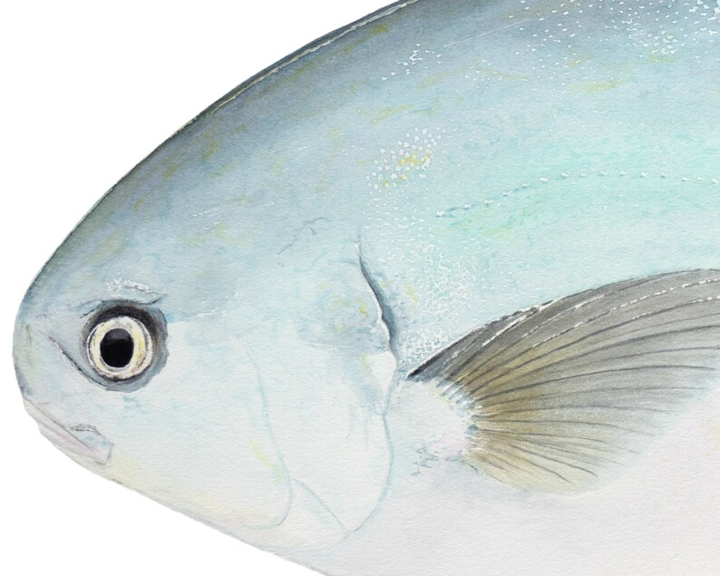 Pompano Fish original Artwork Watercolor Painting Print - Etsy